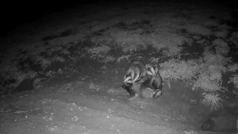 Badger grabs cub by neck, neck bite | Stock Video | Pond5