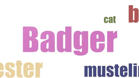 Badger Word Cloud Animated On White Back... | Stock Video | Pond5