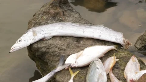A badly wounded and dead eel fish and ot... | Stock Video | Pond5