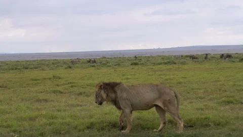 Wounded Lion Stock Video Footage | Royalty Free Wounded Lion Videos | Pond5