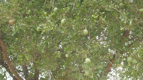 Bael Tree and fruits ,Aegle marmelos | Stock Video | Pond5