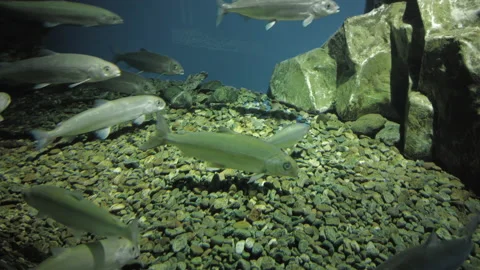 Baikal omul fish underwater | Stock Video | Pond5