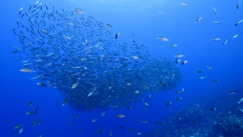 Bait ball / school of fish in coral reef... | Stock Video | Pond5