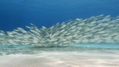 Bait ball / school of fish in shallow wa... | Stock Video | Pond5