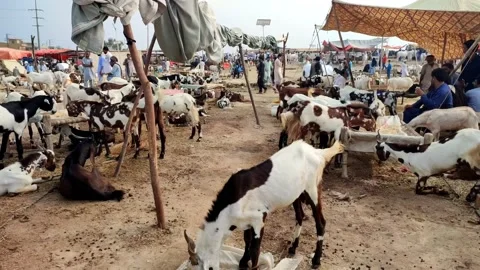 Bakra Mandi for Eid Ul Adha | Stock Video | Pond5