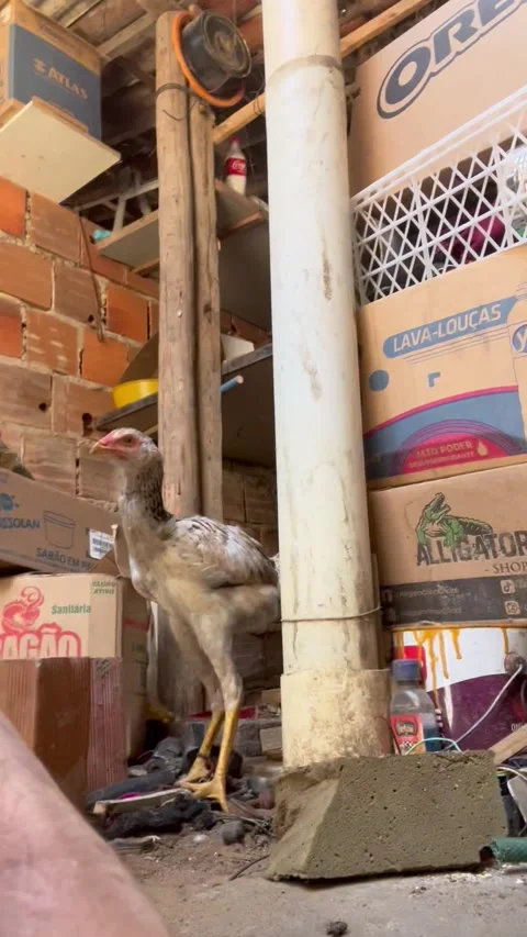 Head Caps Stock Videos – Royalty-Free HD & 4K Videos