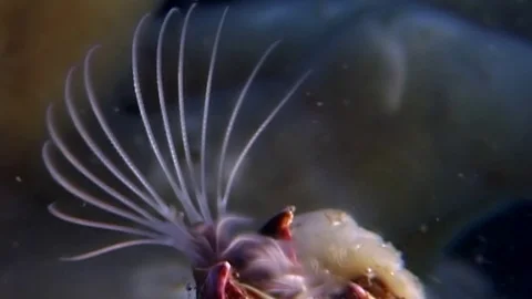 Balanus balanomorpha sea acorn marine cr... | Stock Video | Pond5