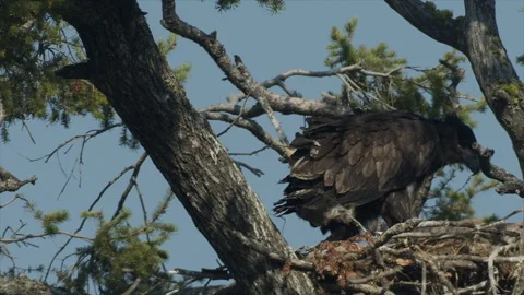 Bald Eagle Aggressive Stock Videos – Royalty-Free HD & 4K Videos | Page 2