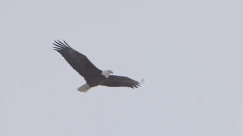 Bald Eagle Screech Stock Videos – Royalty-Free HD & 4K Videos | Page 3