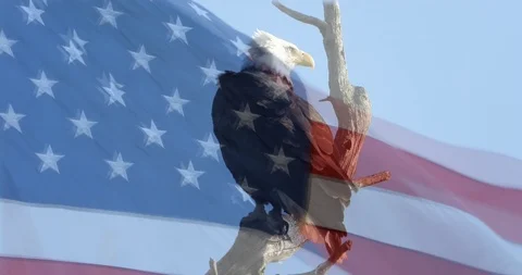 Bald Eagle with American Flag Overlay | Stock Video | Pond5