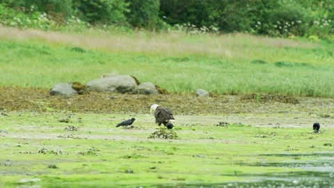 A Bald eagle and crows interact by the w... | Stock Video | Pond5