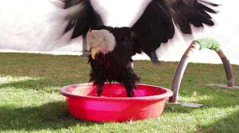 Bald People Stock Videos – Royalty-Free HD & 4K Videos | Pond5