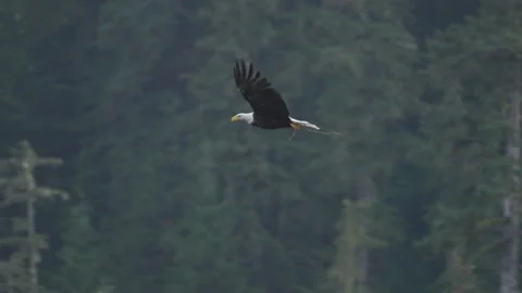 Bald eagle bird flying in Alaska | Stock Video | Pond5