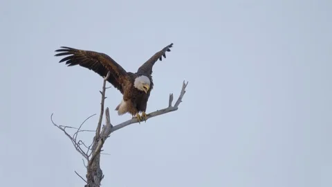 Predator Call Sounds Stock Videos – Royalty-Free HD & 4K Videos