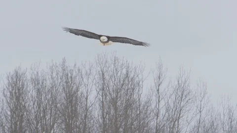 bald eagle changing direction mid air | Stock Video | Pond5