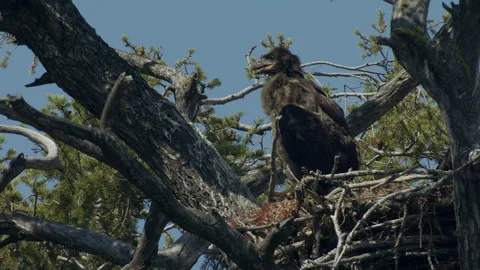 Bald Eagle Aggressive Stock Videos – Royalty-Free HD & 4K Videos | Page 2
