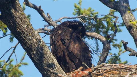 Bald Eagle Aggressive Stock Videos – Royalty-Free HD & 4K Videos | Page 2