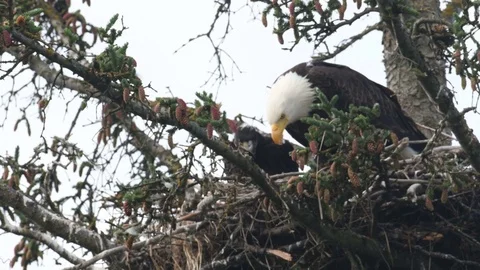 Eagle Nest Stock Footage ~ Royalty Free Stock Videos | Pond5
