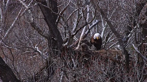 Bald Eagle Fledglings and Adult In Nest | Stock Video | Pond5