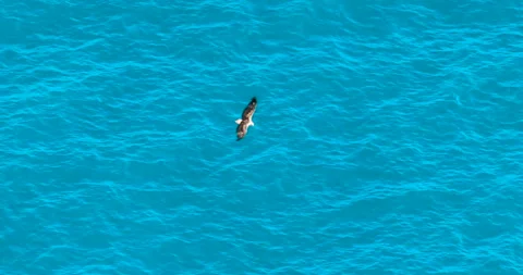 Bald Eagle flying. Eagle Hunting While F... | Stock Video | Pond5