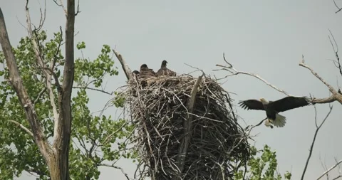 Bald Eagle Flying Landing Carrying Food ... | Stock Video | Pond5