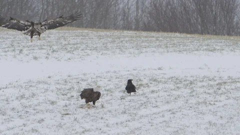 Bald Eagle Screech Stock Videos – Royalty-Free HD & 4K Videos | Page 3