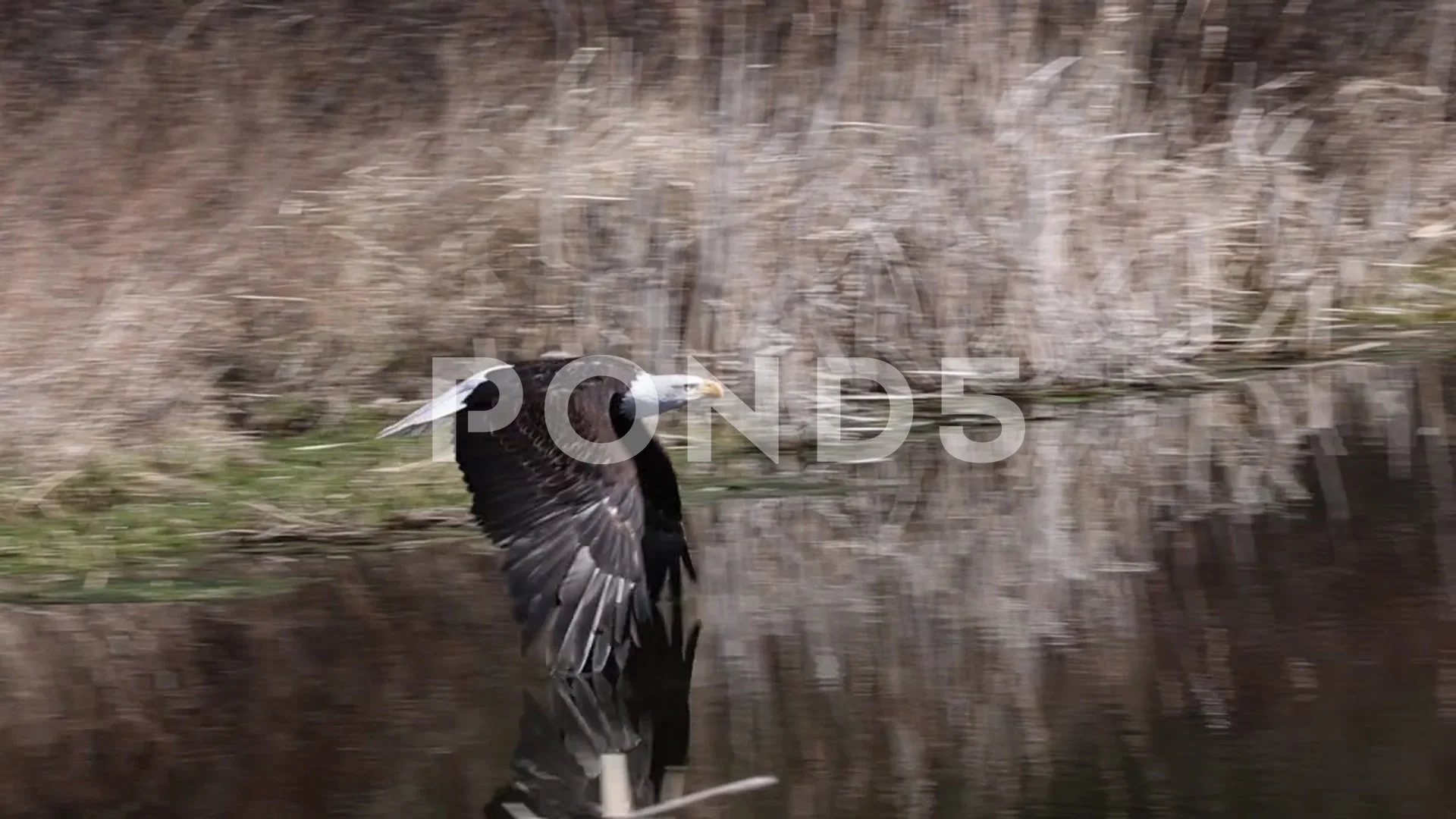 Eagle Flying Over Water Bald Eagles Soar To New Heights Over Lake