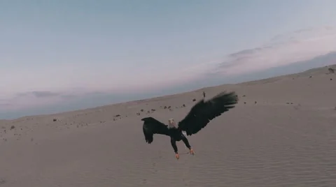 Eagle Flying Towards Camera Stock Video Footage | Royalty Free Eagle ...