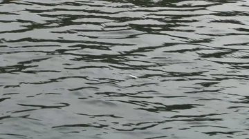 Bald Eagle grabbing fish from water clos... | Stock Video | Pond5