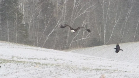 Bald Eagle Screech Stock Videos – Royalty-Free HD & 4K Videos | Page 2