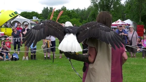 Bald Eagle Screech Stock Videos – Royalty-Free HD & 4K Videos | Page 2