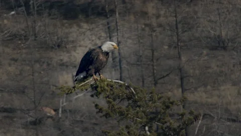 Bald Eagle Aggressive Stock Videos – Royalty-Free HD & 4K Videos | Page 3