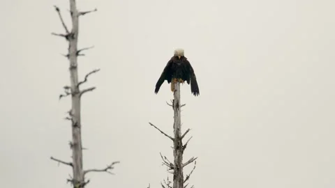 Bald Eagle Perch On Top Of Branchless Tr... | Stock Video | Pond5