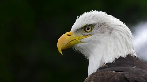 Bald Eagle Screech Stock Videos – Royalty-Free HD & 4K Videos | Page 3