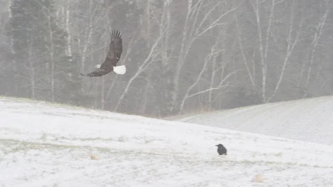 bald eagle scaring away crows | Stock Video | Pond5