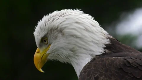 Bald Eagle Screech Stock Videos – Royalty-Free HD & 4K Videos | Page 3