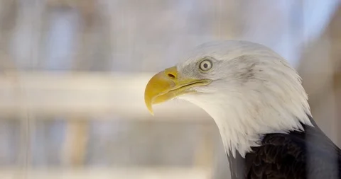 Bald Eagle side profile extreme close up... | Stock Video | Pond5