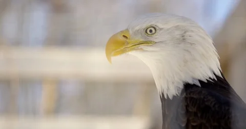 Bald Eagle side profile extreme close ur... | Stock Video | Pond5