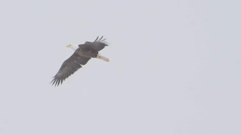 Bald Eagle Screech Stock Videos – Royalty-Free HD & 4K Videos | Page 2