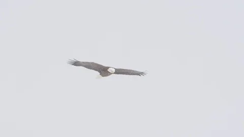 Bald Eagle Screech Stock Videos – Royalty-Free HD & 4K Videos | Page 2