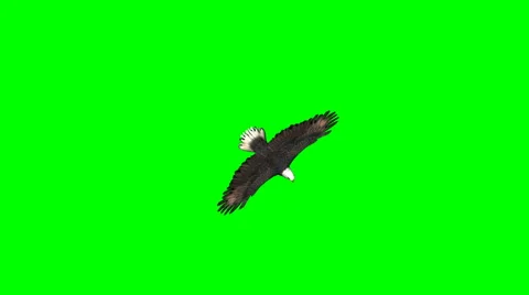 Bald Eagle soaring top view green screen | Stock Video | Pond5