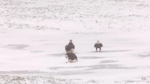 Bald Eagle Screech Stock Videos – Royalty-Free HD & 4K Videos | Page 3