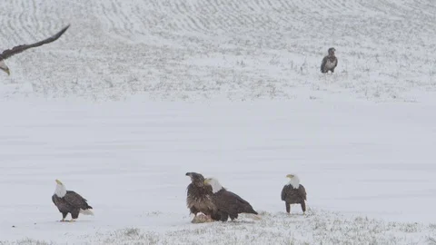Eagle Landing Gif Eagle Gif GIFs | GIFDB.com