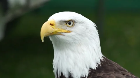 Bald Head P Stock Videos – Royalty-Free HD & 4K Videos