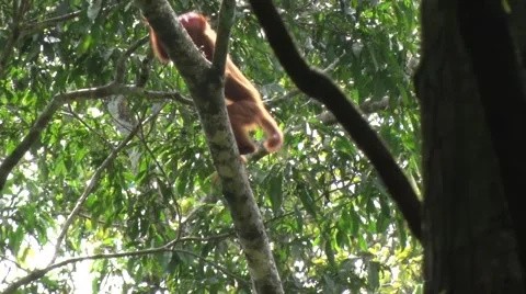 Bald-headed Uakari climb tree in the ama... | Stock Video | Pond5