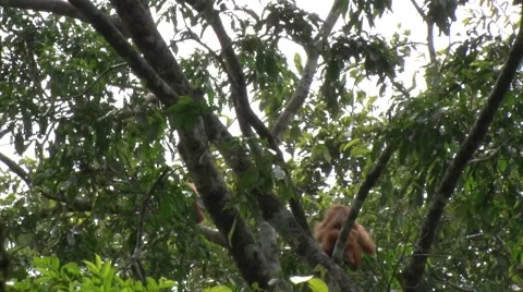 Red Uakari Stock Footage ~ Royalty Free Stock Videos | Pond5