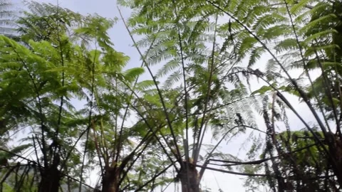 bali relaxing fern tree | Stock Video | Pond5