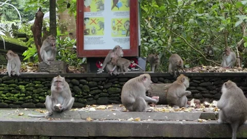 Balinese monkeys in the Bali Monkey Fore... | Stock Video | Pond5