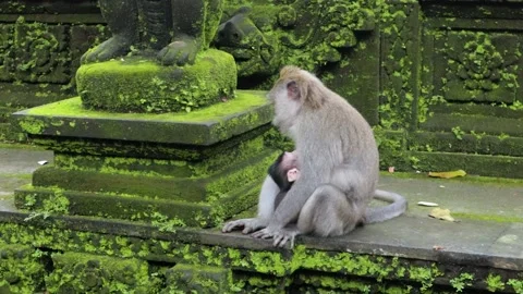 Balinese monkeys in the Bali Monkey Fore... | Stock Video | Pond5