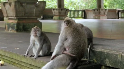 Balinese monkeys in the Bali Monkey Fore... | Stock Video | Pond5